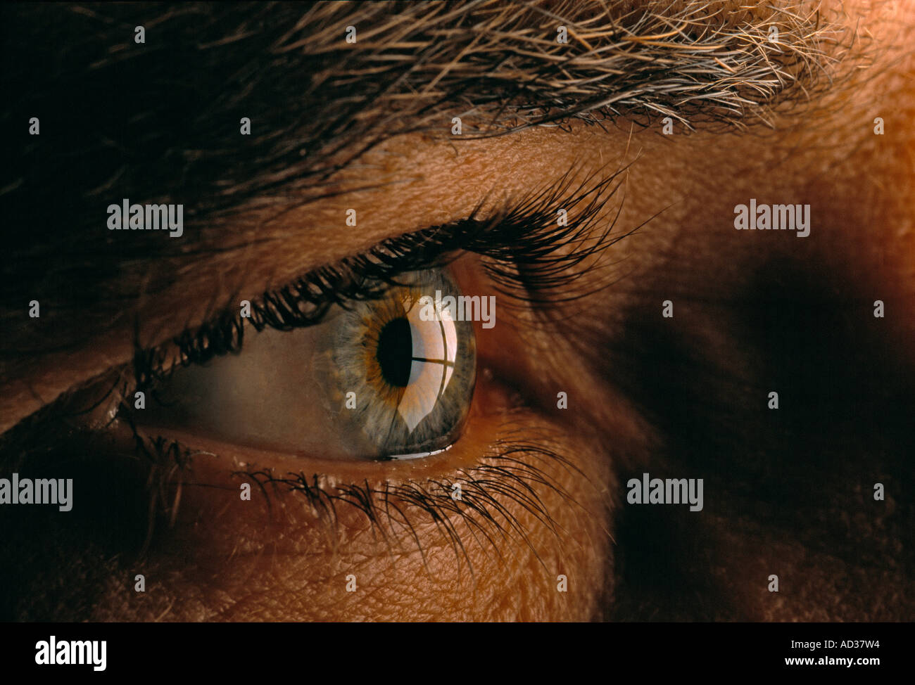 Stare eye ball sight hi-res stock photography and images - Alamy