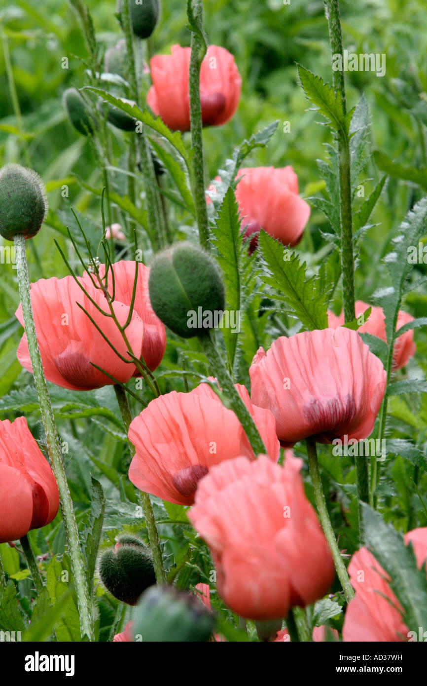 Papaver orientale Mrs Perry Stock Photo - Alamy