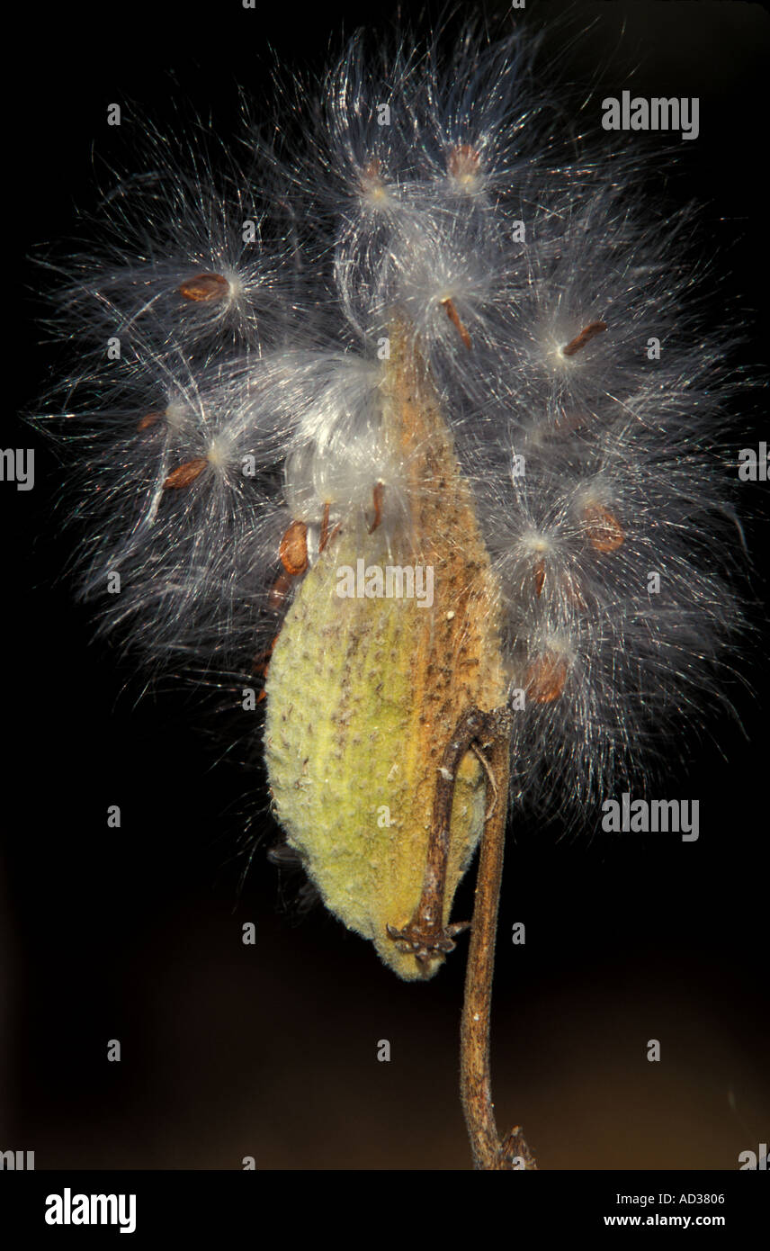 Milkweed seeds hi-res stock photography and images - Alamy