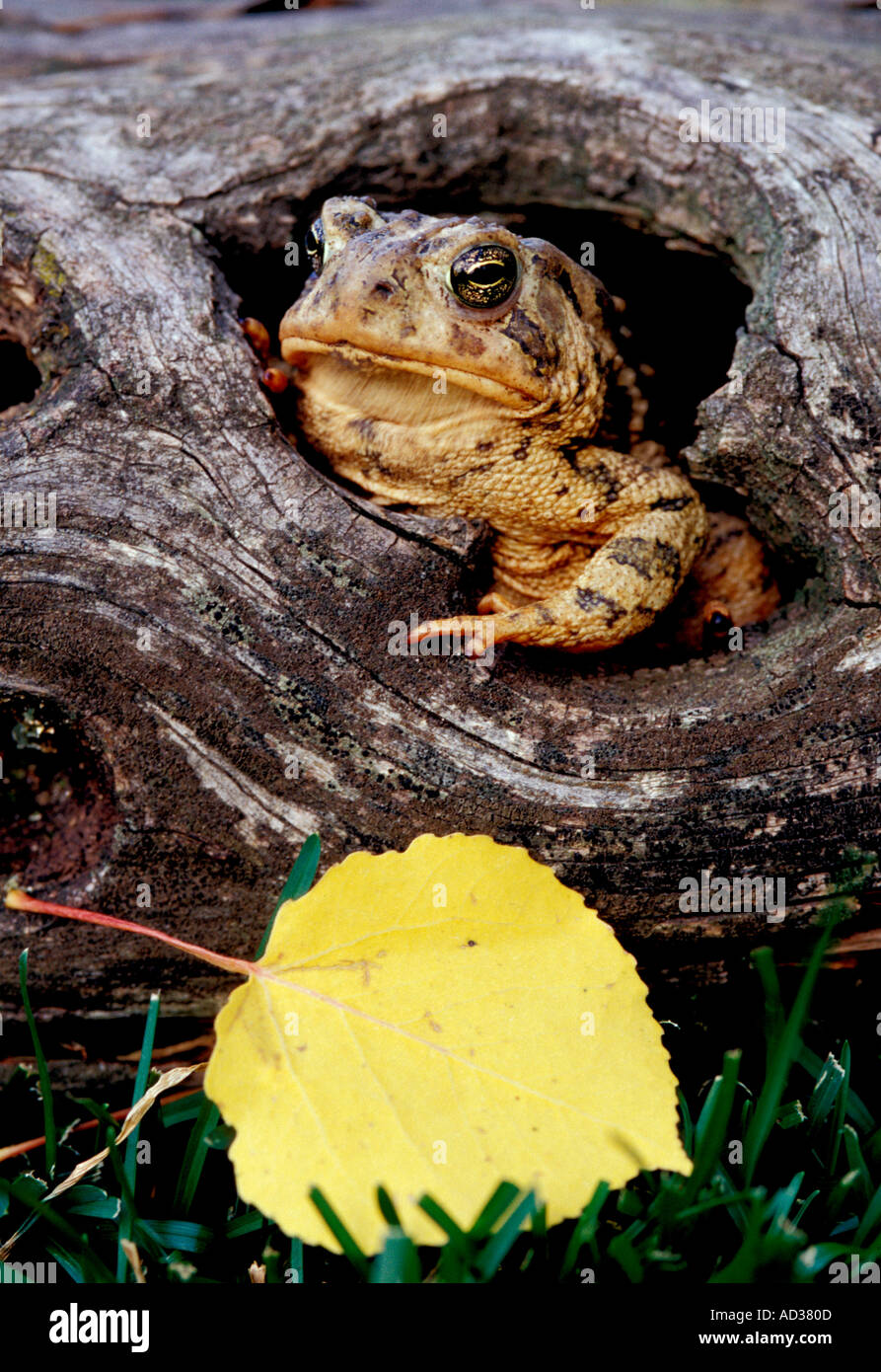 Woodhouse toad hi-res stock photography and images - Alamy