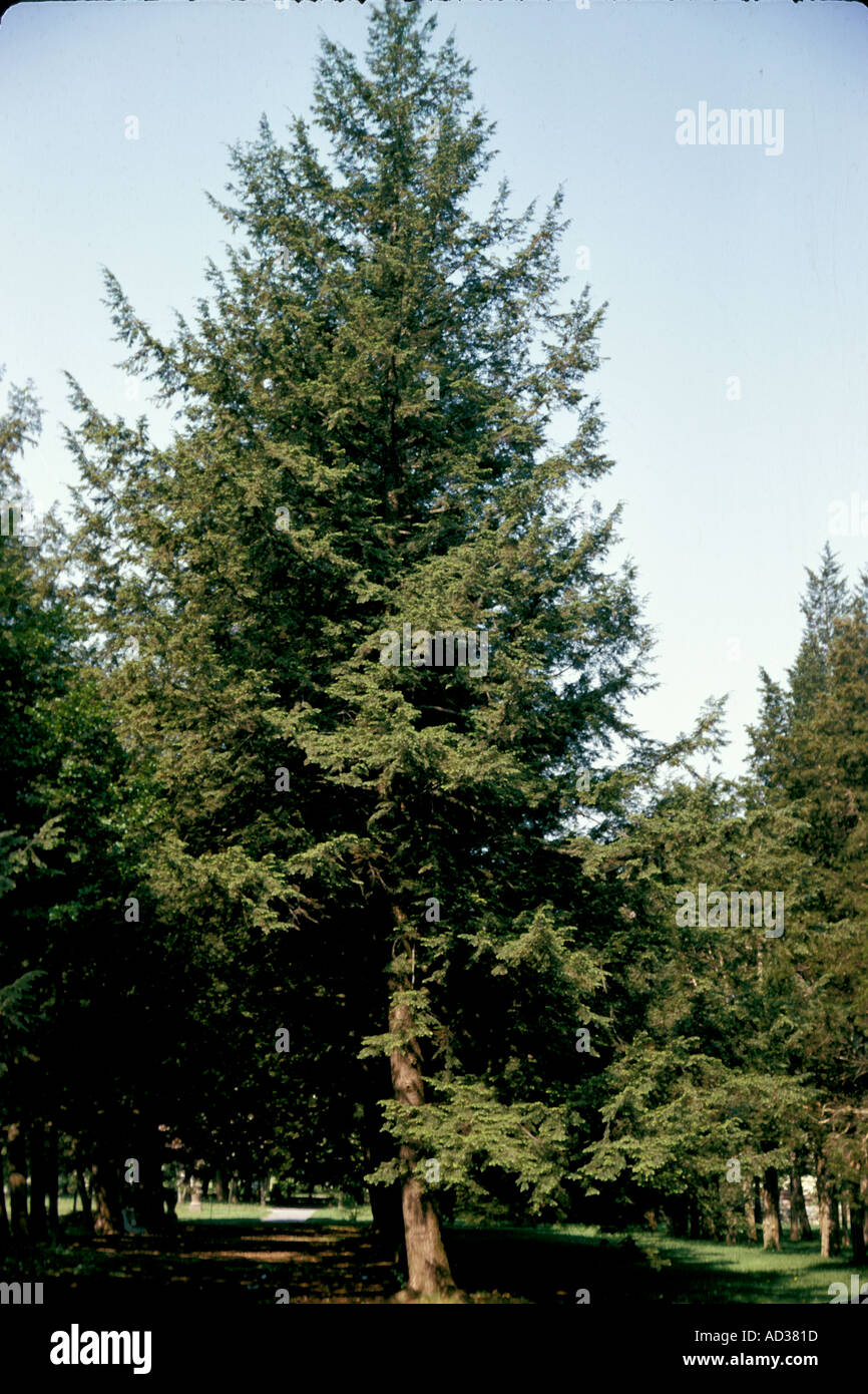 Plant Hemlock American Stock Photo - Alamy