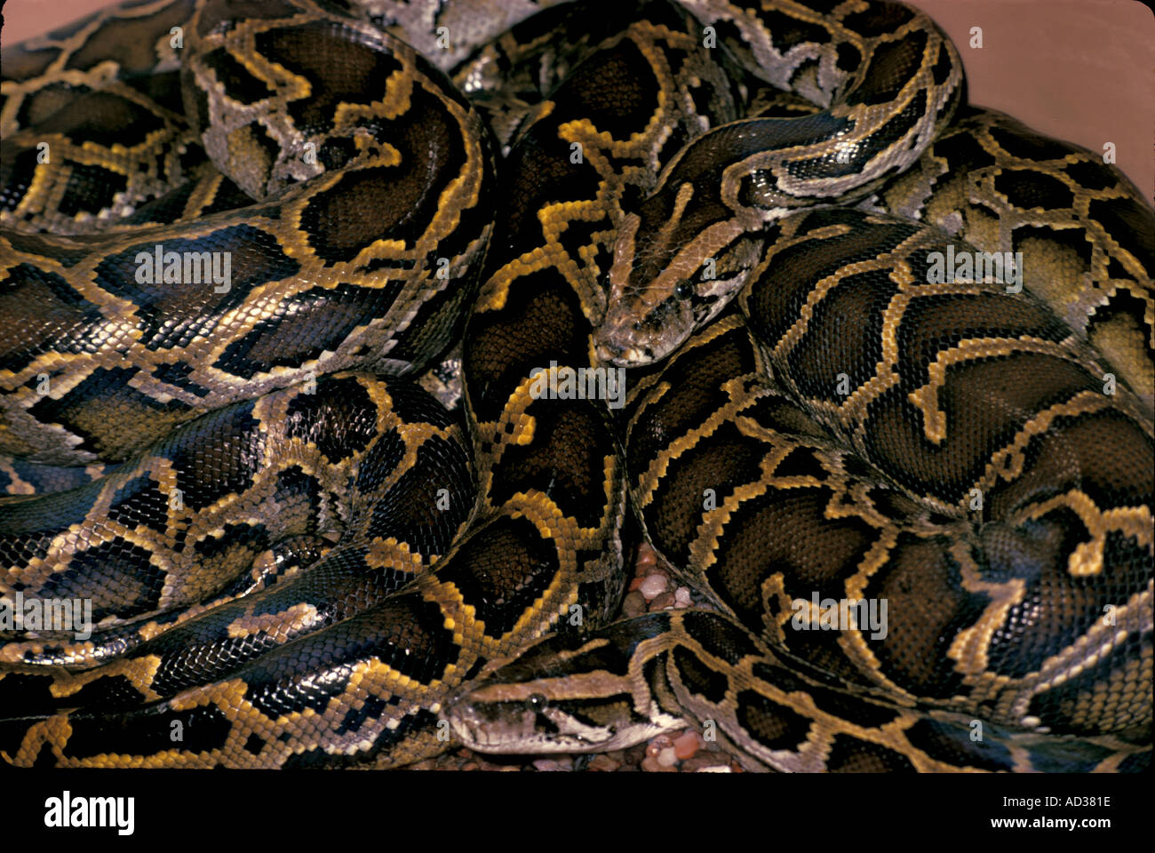 Reptile Snake Python Stock Photo - Alamy