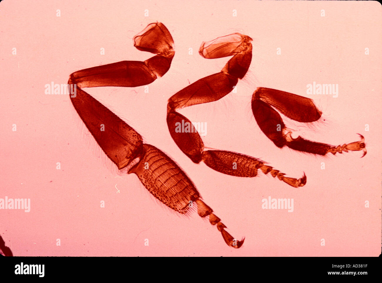 Science Microscopic Insect Stock Photo - Alamy