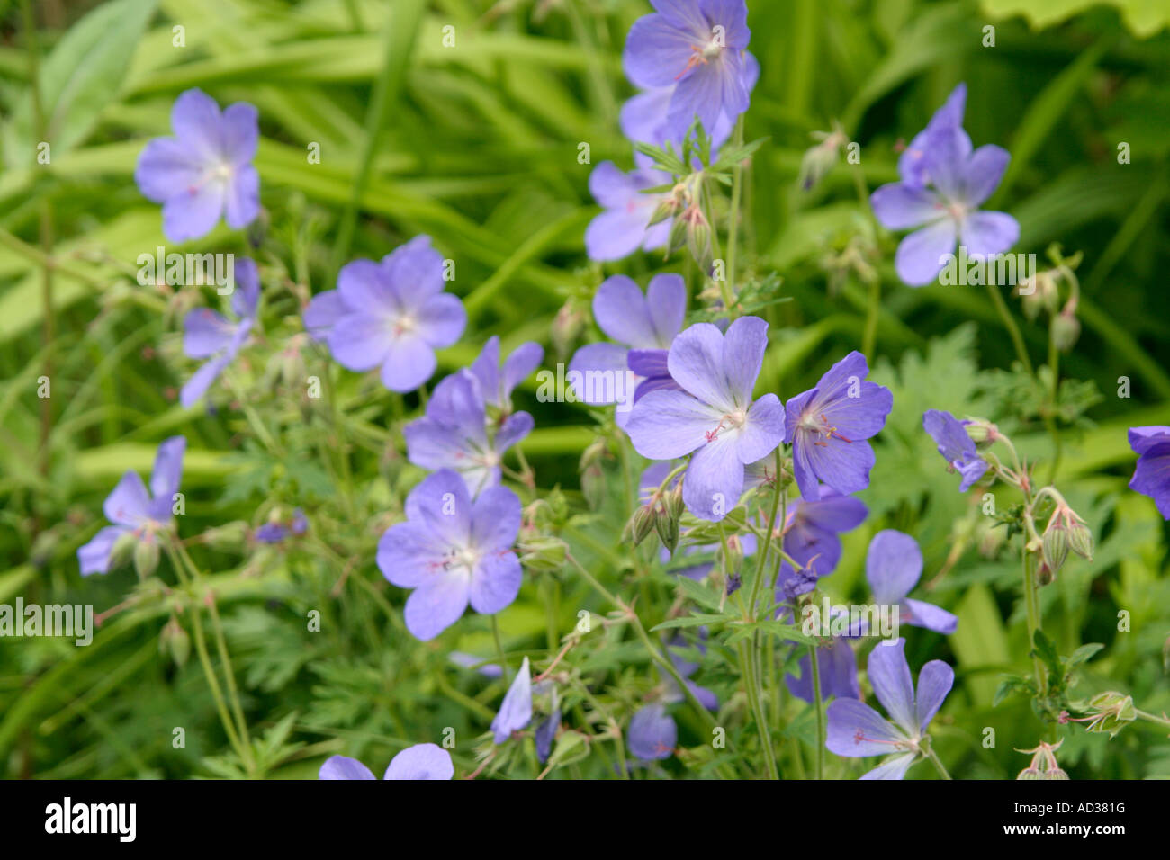 Geranium Johnsons Blue is still one of the best blue garden cultivars ...