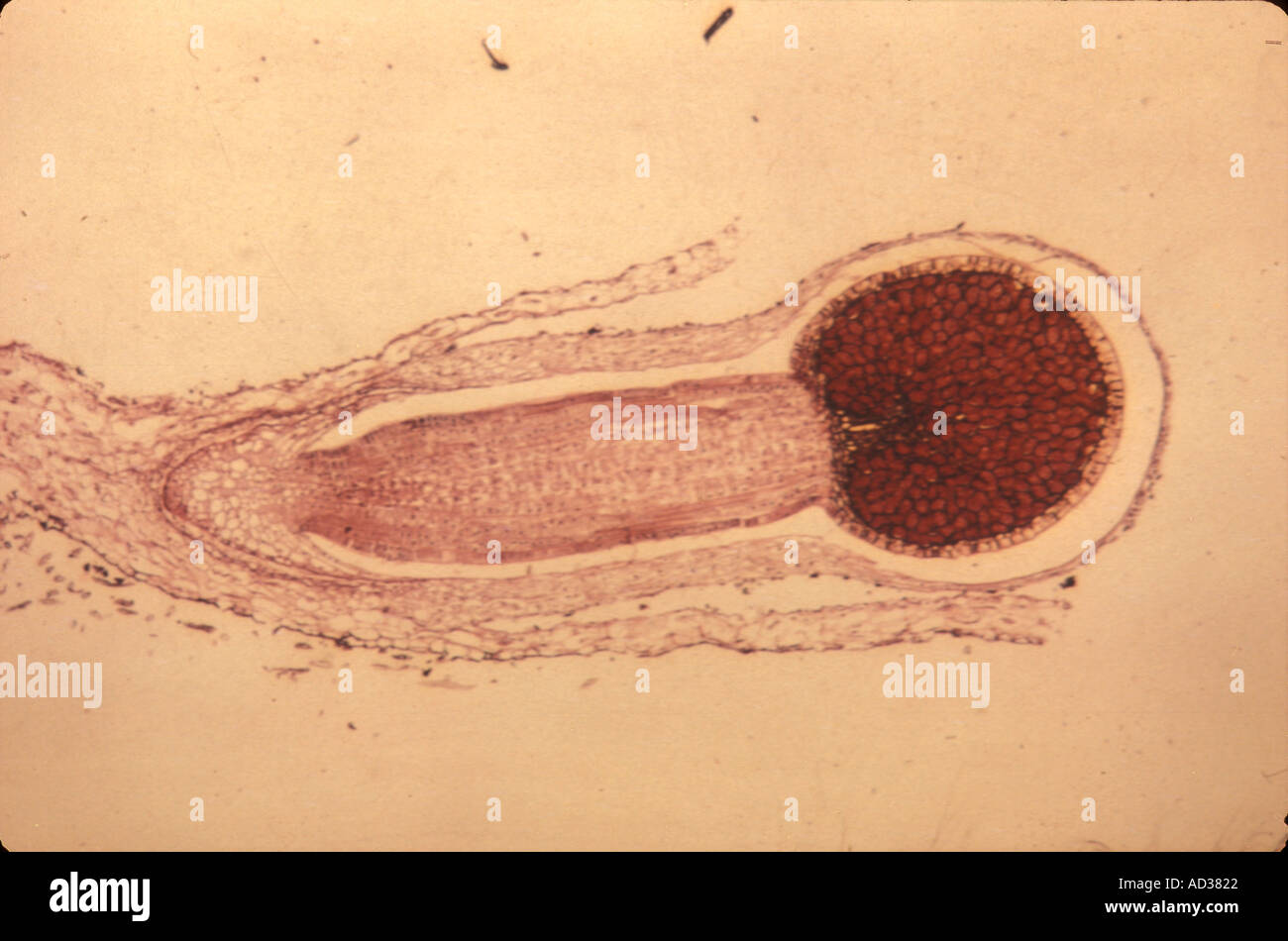 Science Microscopic Plant Stock Photo - Alamy