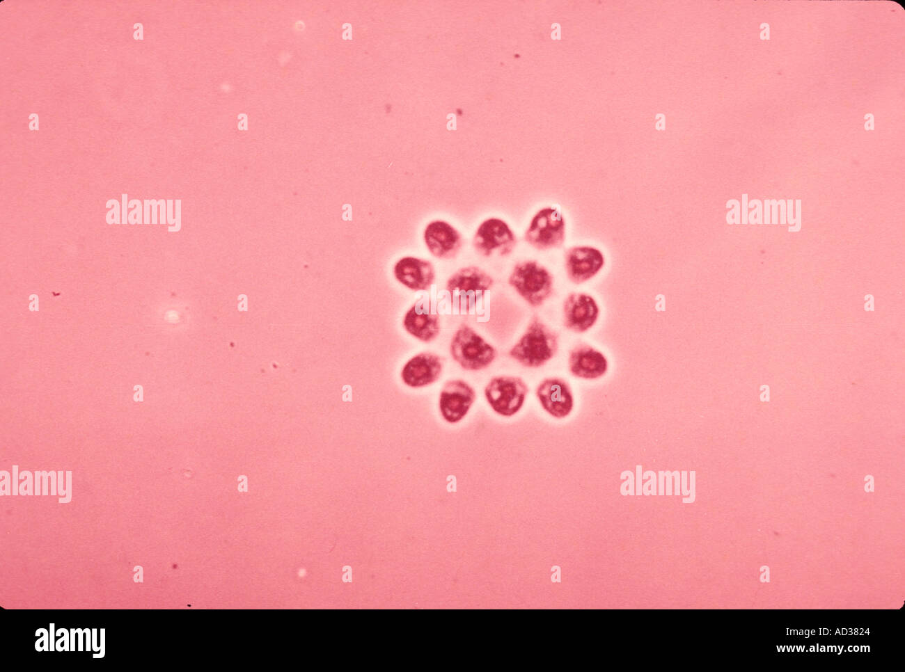 Horizontal germ cell germ cell reproduction reproductive reproduce ...