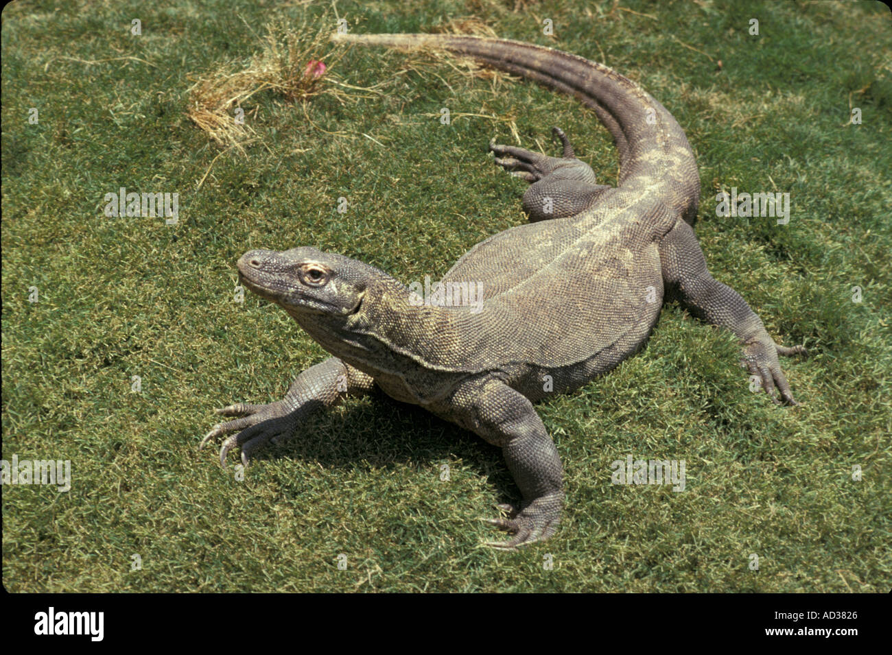 Reptile Lizard Komodo dragon Stock Photo - Alamy