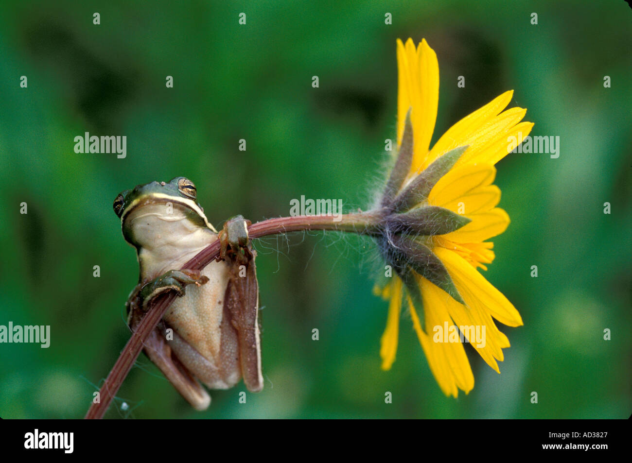 Amphibian Frog Green tree Stock Photo - Alamy