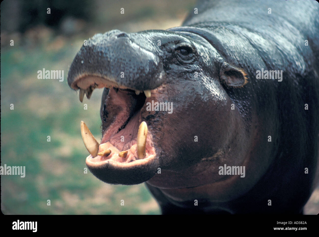 Pigmy hippopotamus hi-res stock photography and images - Alamy