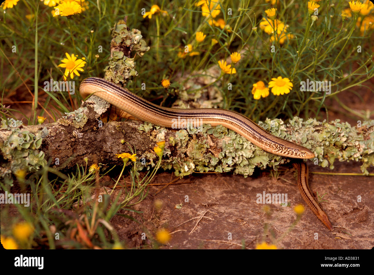 Reptile Lizard Slender grass Stock Photo - Alamy