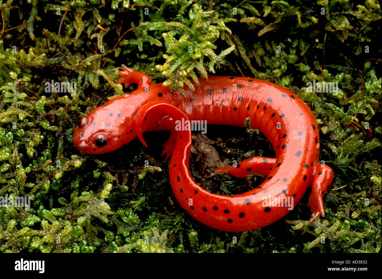 Amphibian Salamander Mud Stock Photo - Alamy