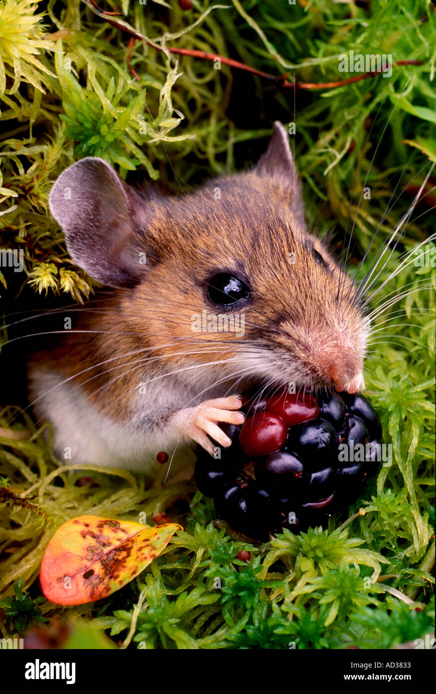 White footed mouse hi-res stock photography and images - Alamy