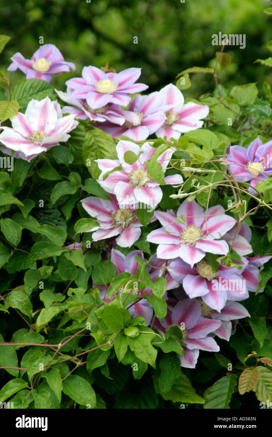 Clematis Barbara Jackman scrambling through a hornbeam hedge Stock ...