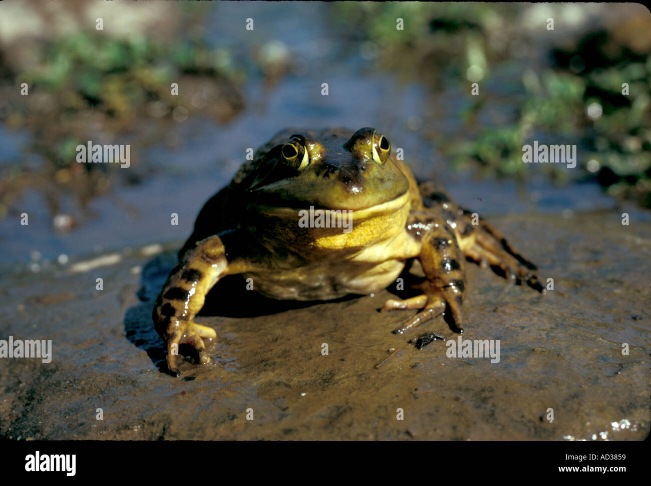 Amphibian Frog Bull Stock Photo - Alamy