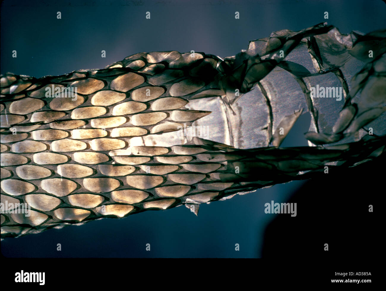 Shed skin snake hi-res stock photography and images - Alamy