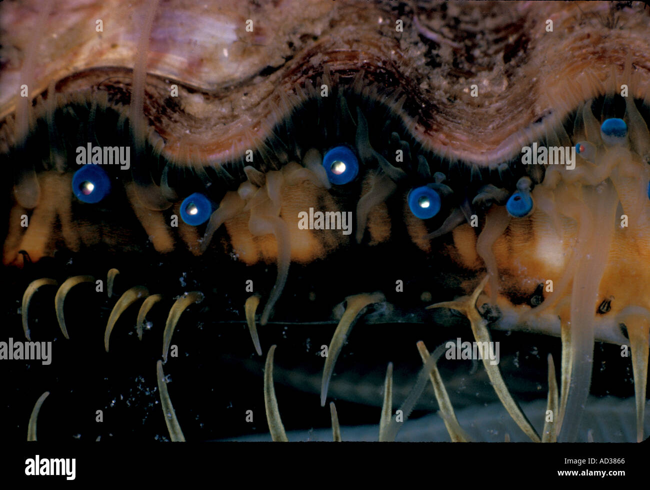 Invertebrate Scallop Blue eyed Stock Photo - Alamy