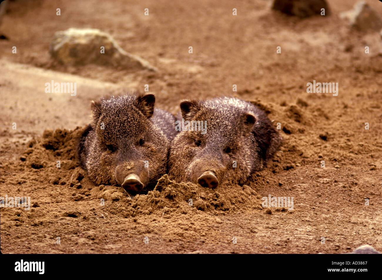 Mammal Peccary Collared Stock Photo - Alamy