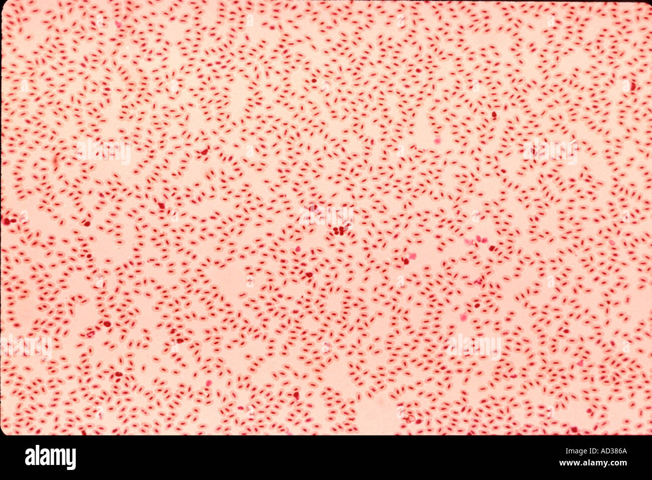 Science Microscopic Blood film bird L P Stock Photo - Alamy