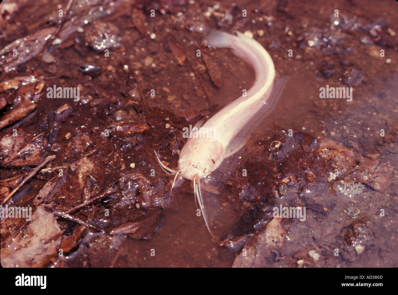Horizontal walking catfish walk white pink muddy mud pcd3006 hi-res ...