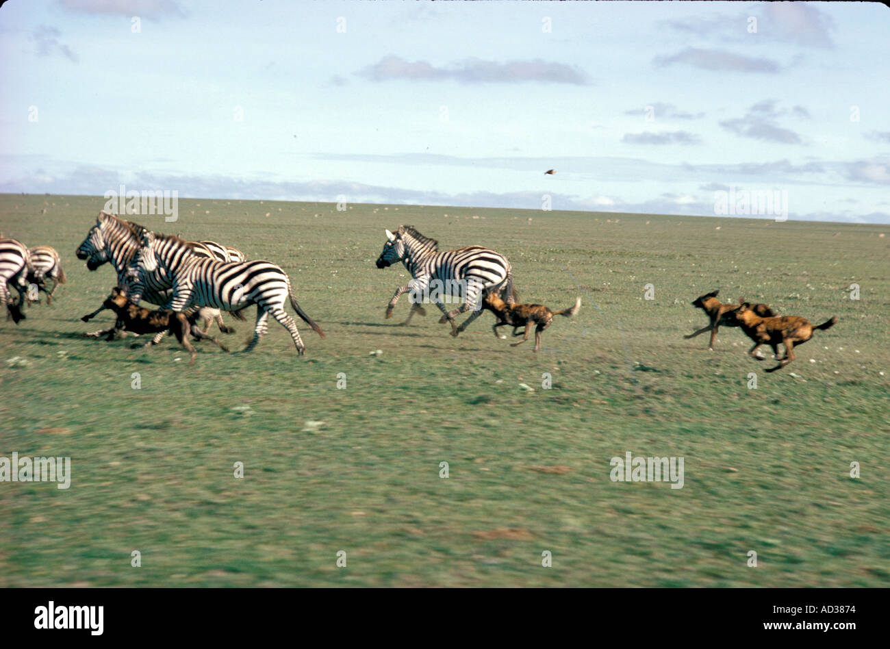 Mammal Mixed breed Zebra and wild dogs Stock Photo - Alamy