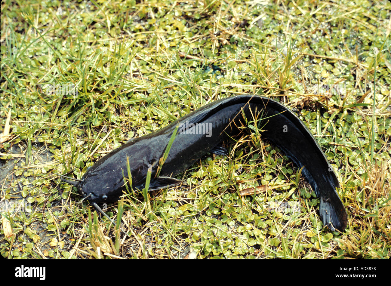 Walking catfish hi-res stock photography and images - Alamy