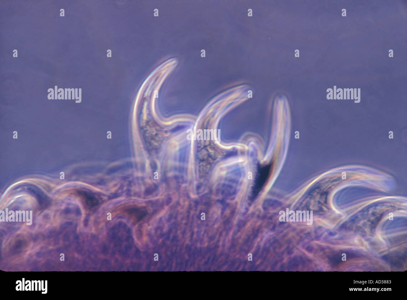 Science Microscopic Tapeworm Stock Photo - Alamy