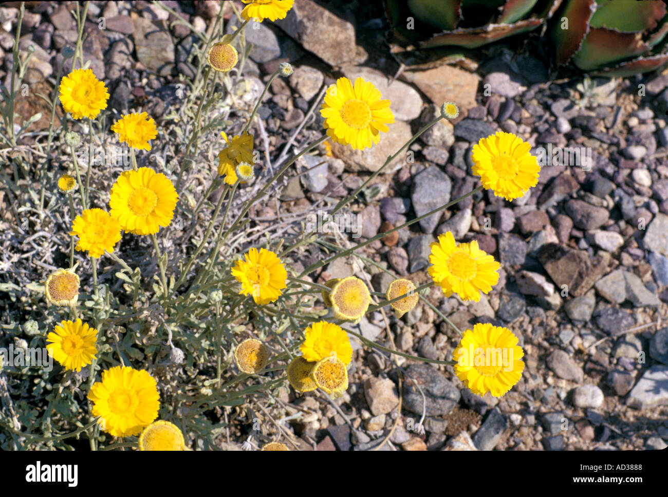 Plant Marigold Desert Stock Photo - Alamy