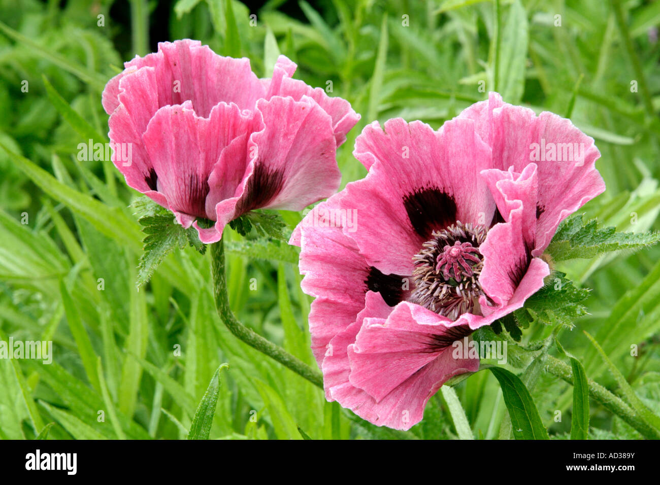 Papaver orientale Manhattan has sumptious pink purple blooms in June ...
