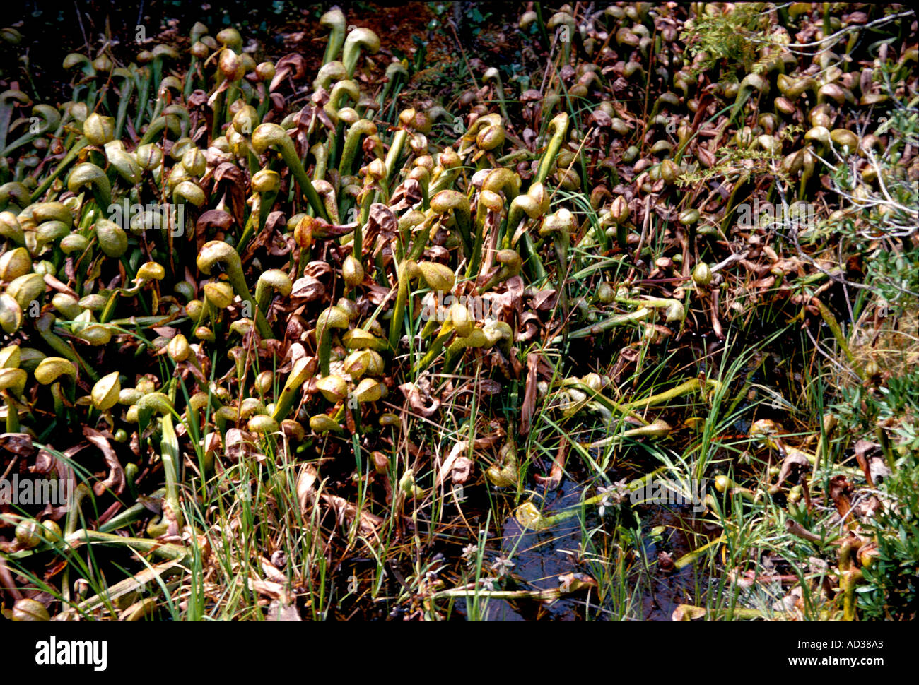 Cobra Plant High Resolution Stock Photography and Images - Alamy