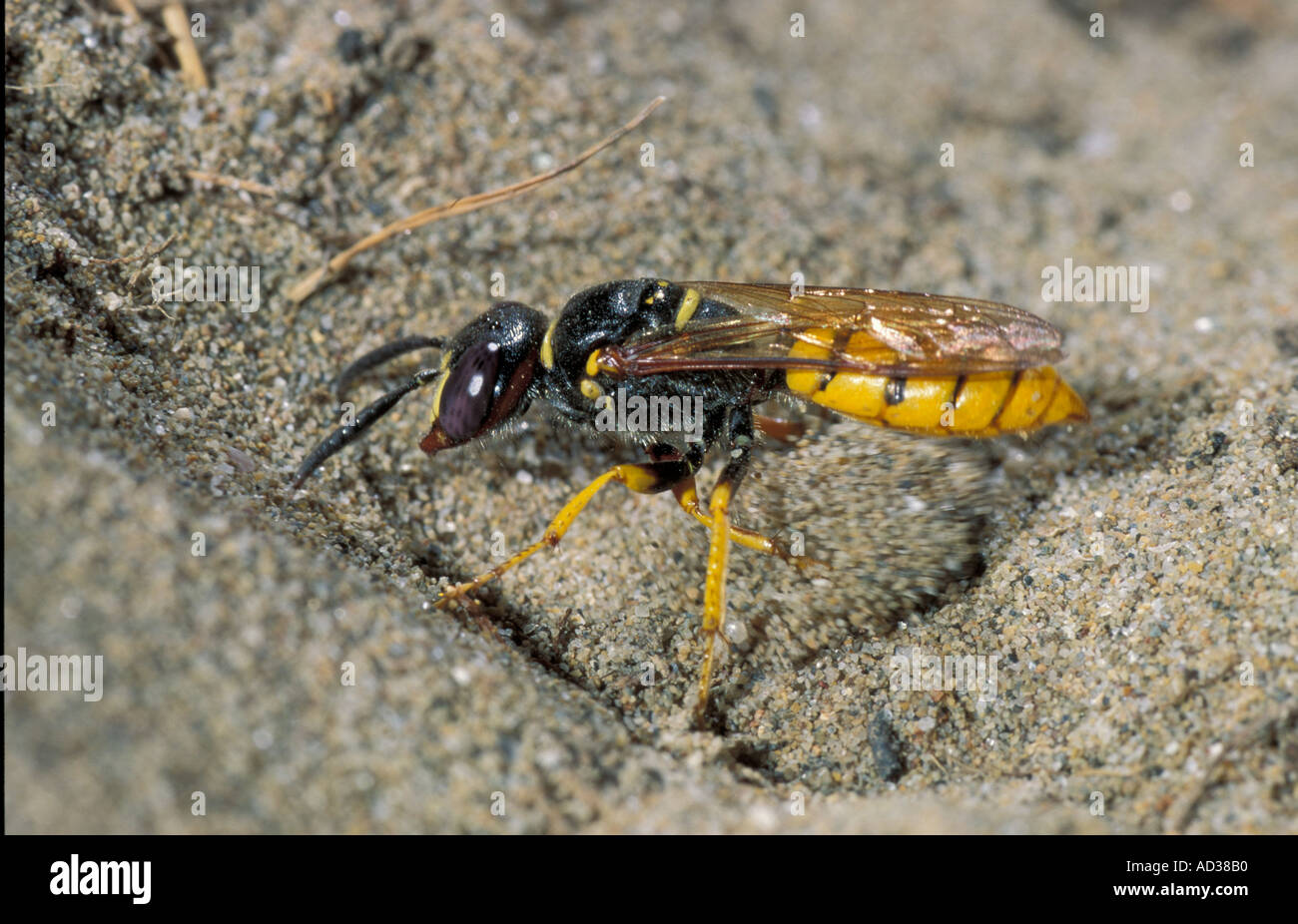 Invertebrate wasp bee hunting wasp digging hi-res stock photography and ...