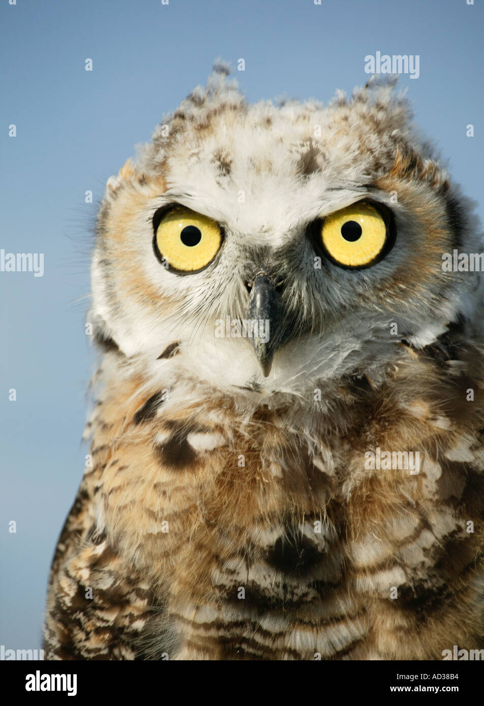 OWL FACE CLOSE UP Stock Photo - Alamy