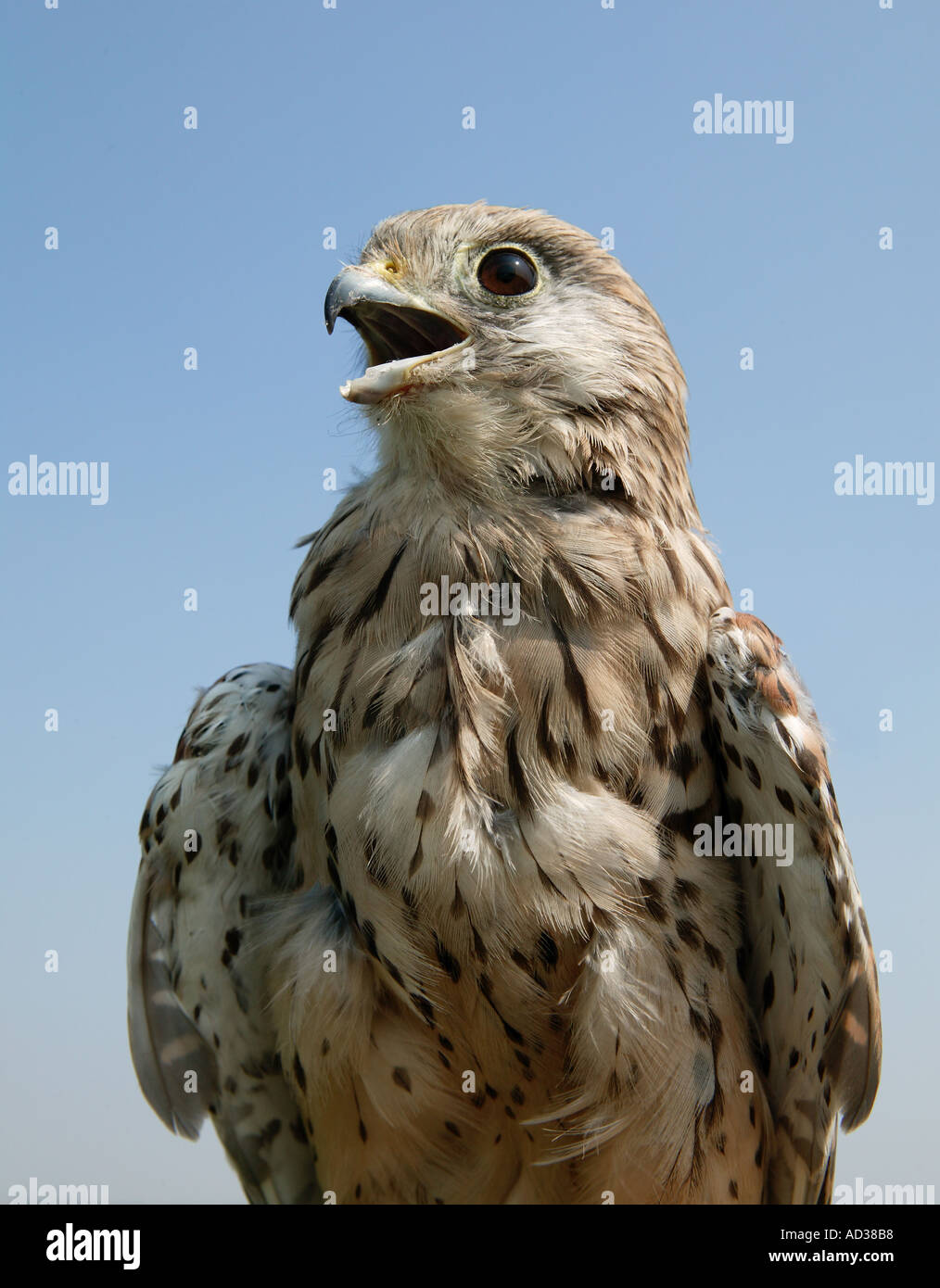 Mark falco hi-res stock photography and images - Alamy