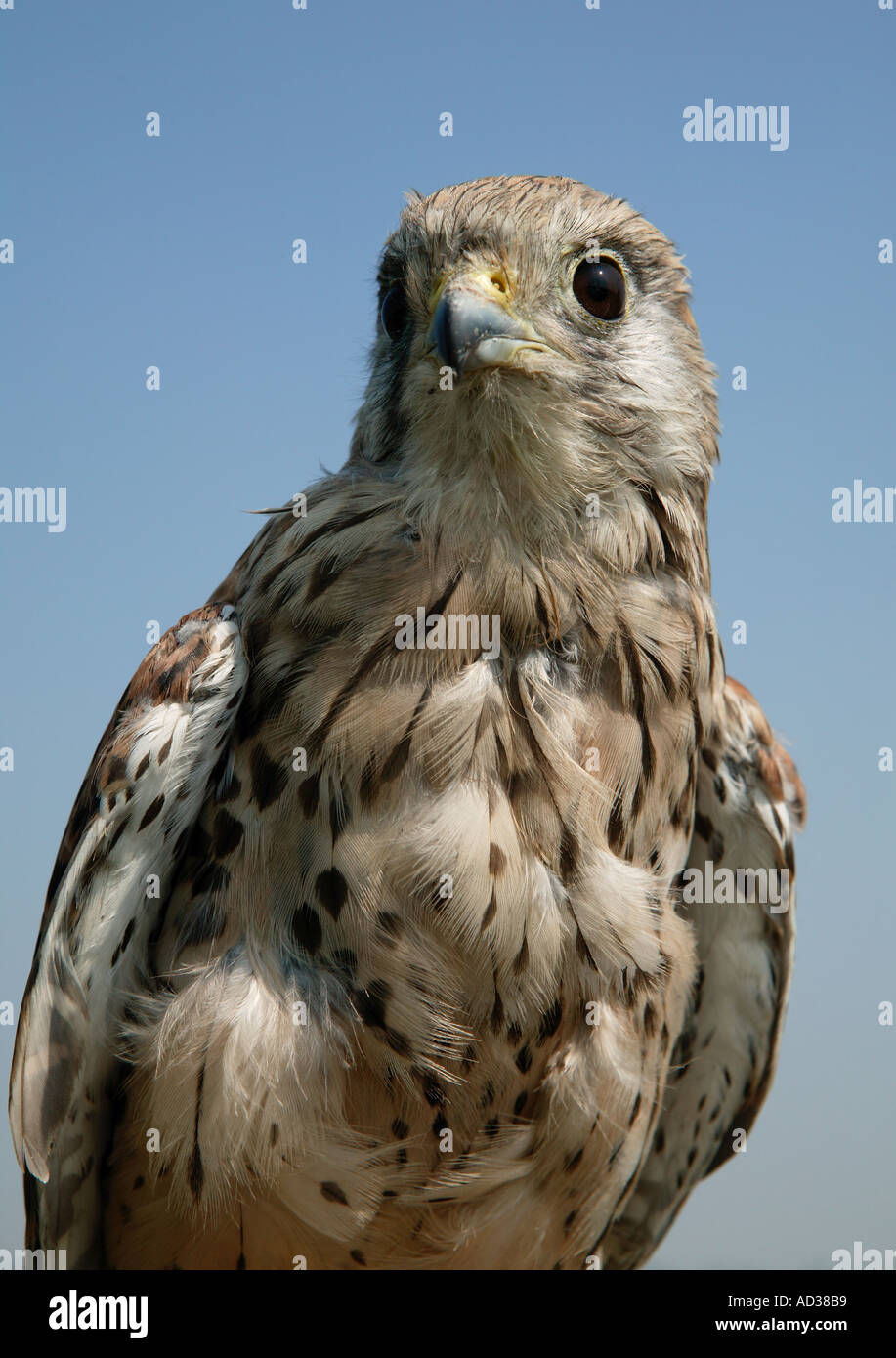 Female kestrel feathers hi-res stock photography and images - Alamy
