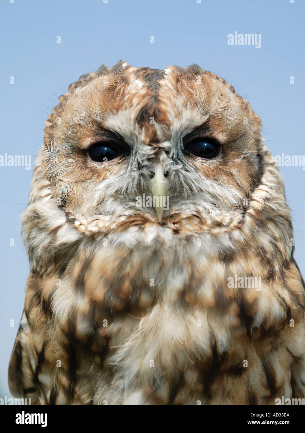TAWNY OWL FACE CLOSE UP Stock Photo - Alamy
