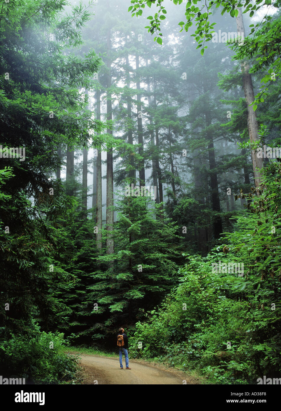 Man alone on Redwood National Forest path in Northern California Stock ...