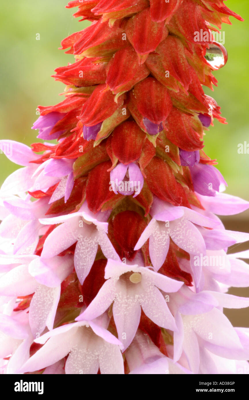 Primula vialii in early June Stock Photo - Alamy