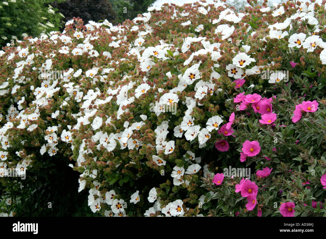 Cistus Sunset High Resolution Stock Photography and Images - Alamy