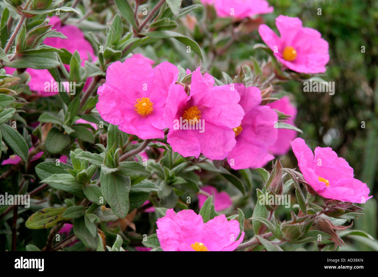 Cistus sunset hi-res stock photography and images - Alamy