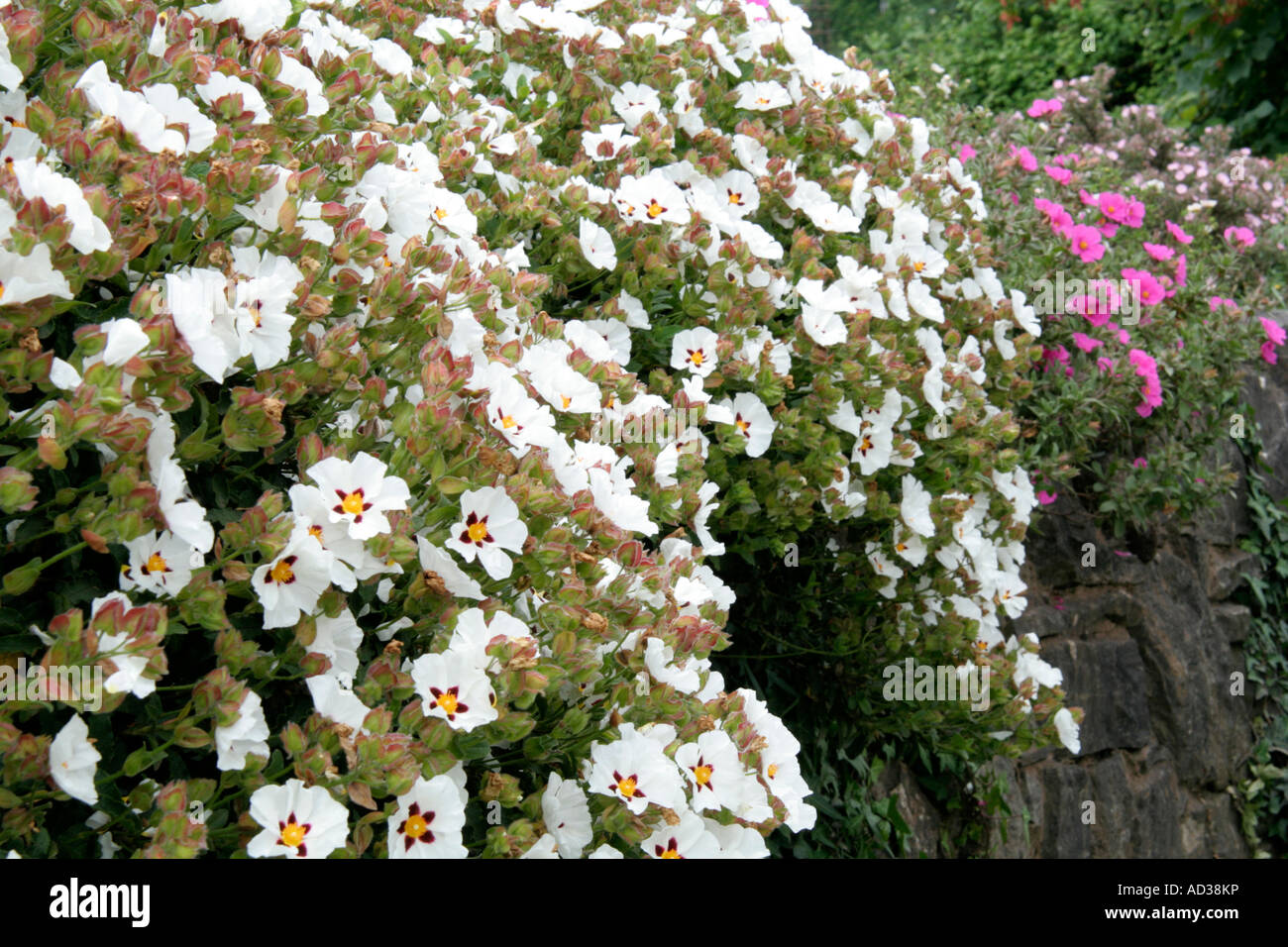 Shrubby rock roses hi-res stock photography and images - Alamy