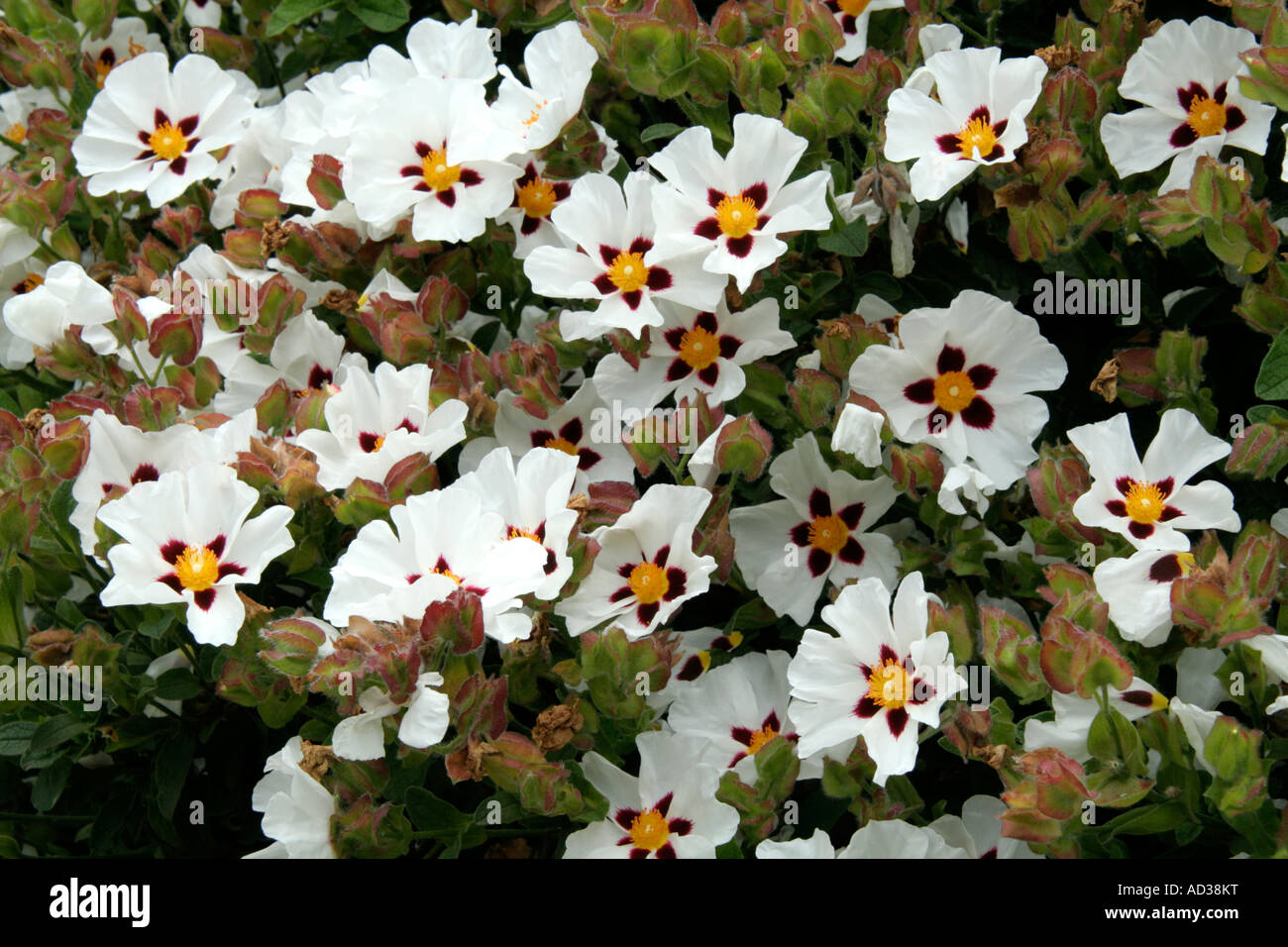 Crimson snow hi-res stock photography and images - Alamy