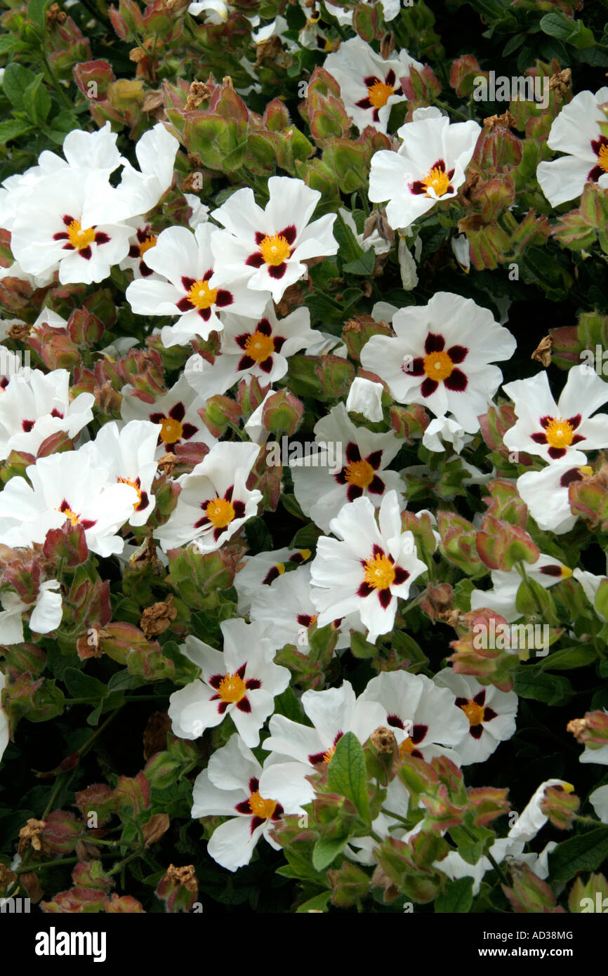 Crimson white rose hi-res stock photography and images - Alamy