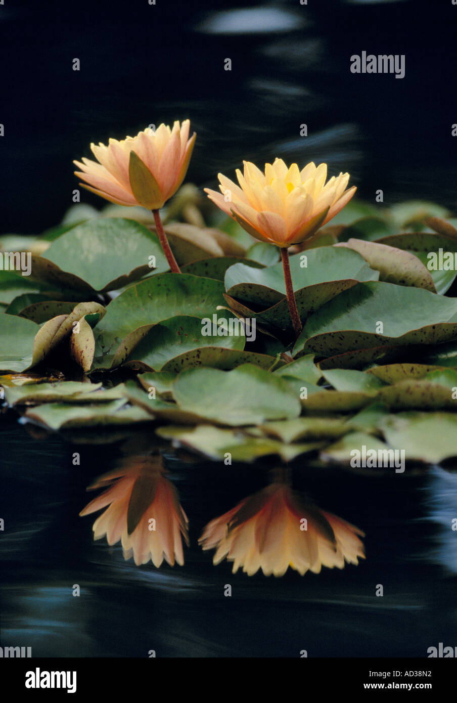 Water lilly blossoms in a pond at Denver Botanic Garderns in Denver ...