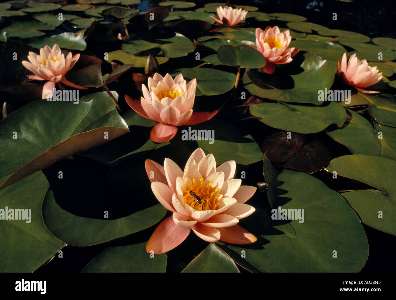 Denver botanic garden hi-res stock photography and images - Alamy