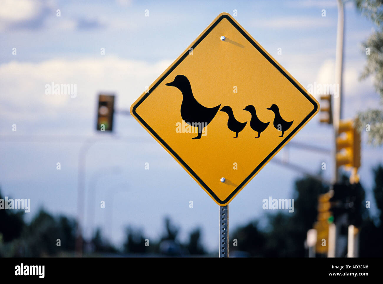 Duck crossing sign on street Stock Photo - Alamy