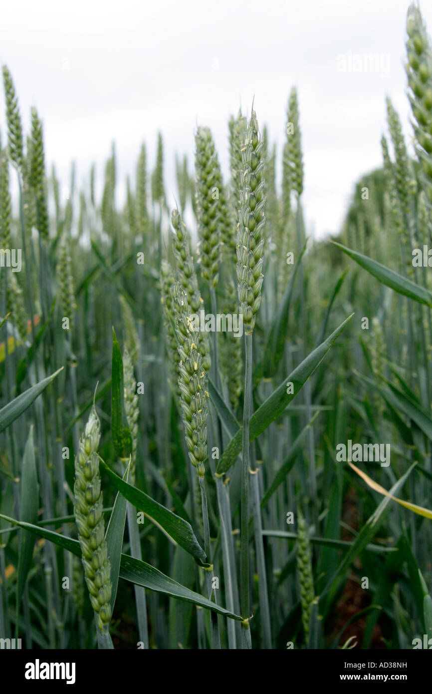 Wheat crop in flower early June Stock Photo - Alamy