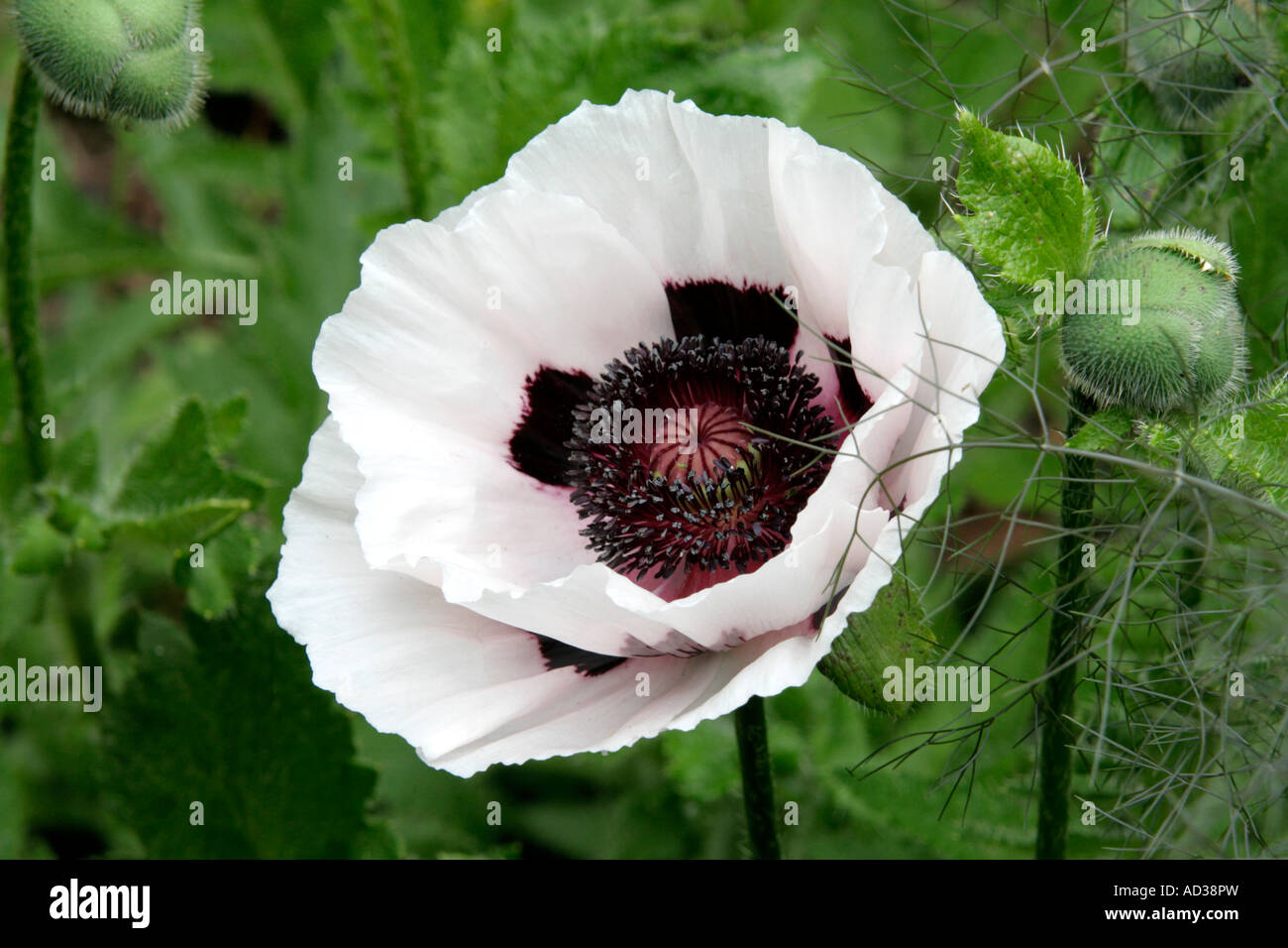 Papaver Perry s White Stock Photo - Alamy