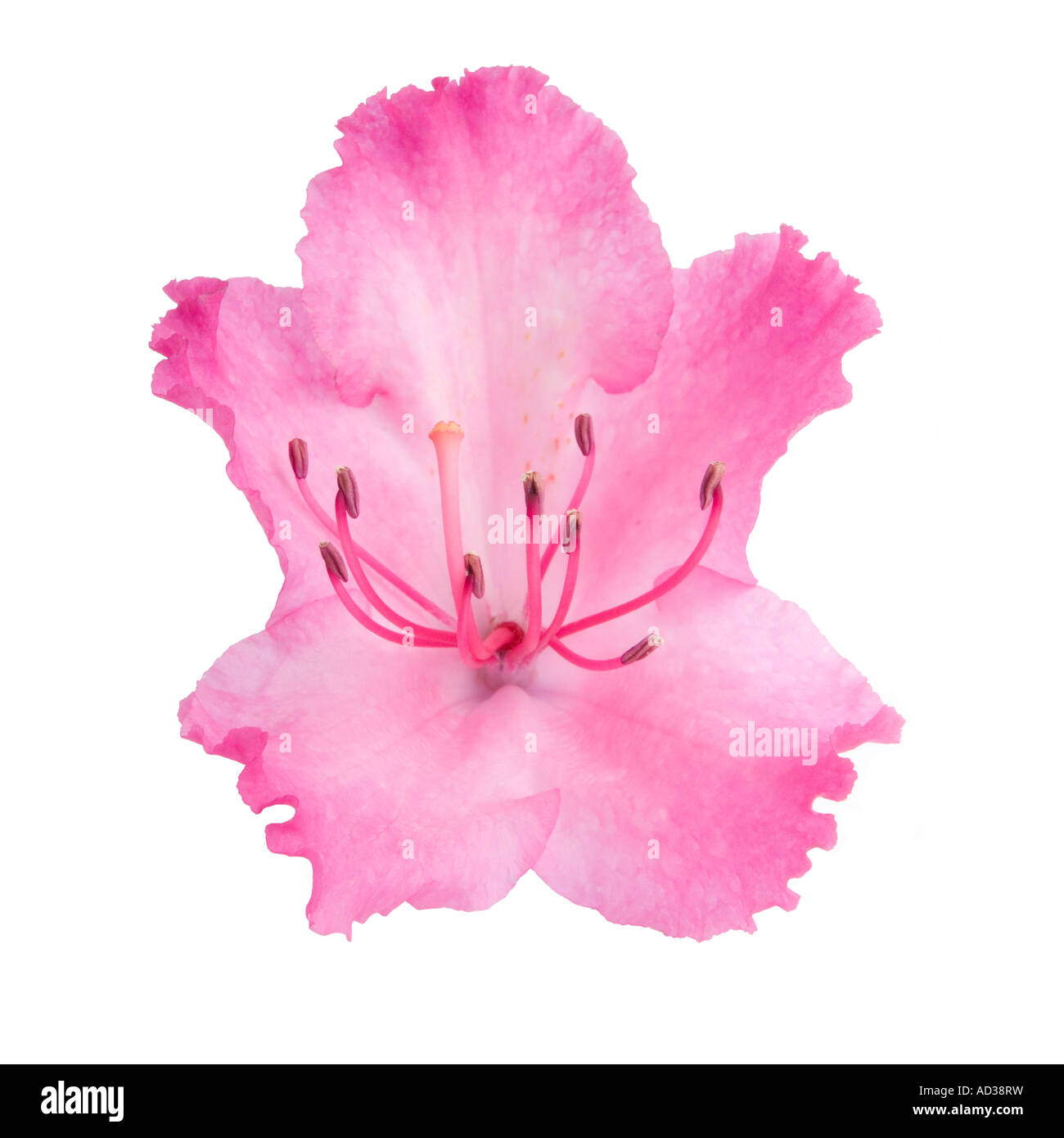 common name:Azalea Latin name: Rhododendron pink flower on white ...