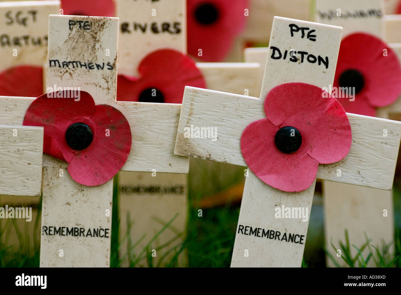 remembrance day crosses Stock Photo - Alamy