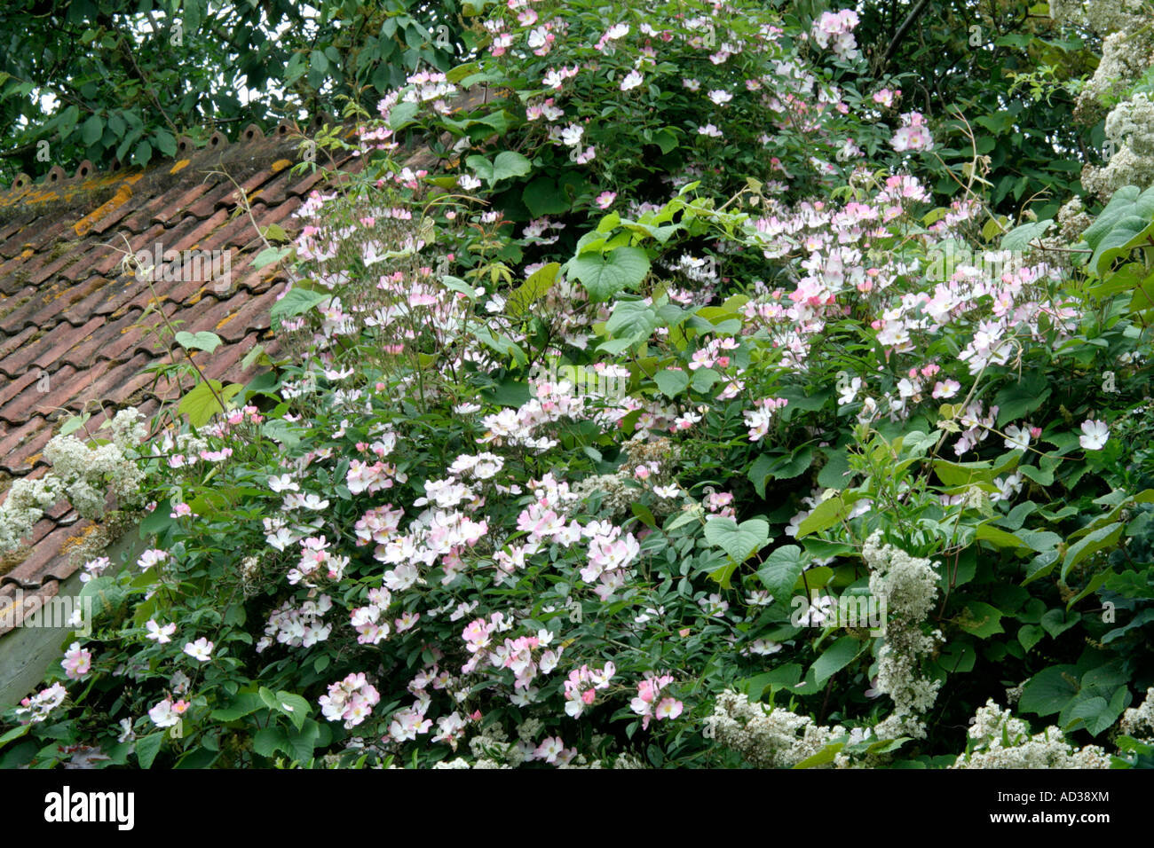 The rambler rose Francis Lester is superbly perfumed and disease free ...