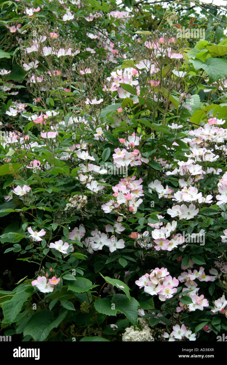 The rambler rose Francis Lester is superbly perfumed and disease free ...